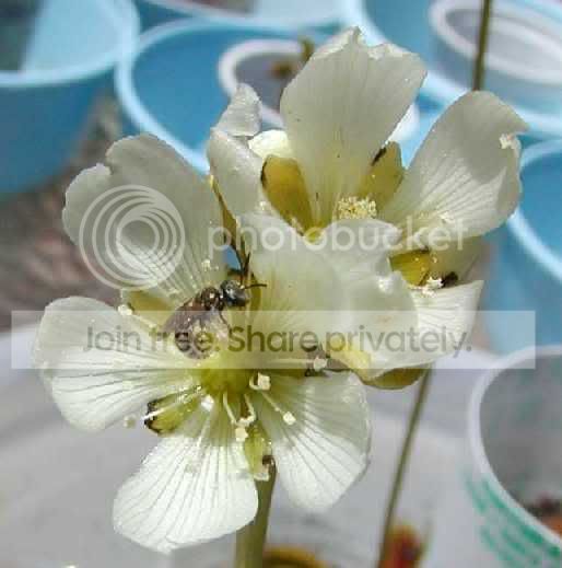 VFT Insect Pollination, First Documentation Ever - Dionaea ...
