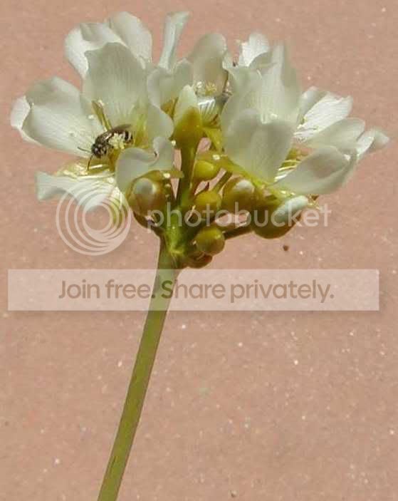 VFT Insect Pollination, First Documentation Ever - Dionaea ...