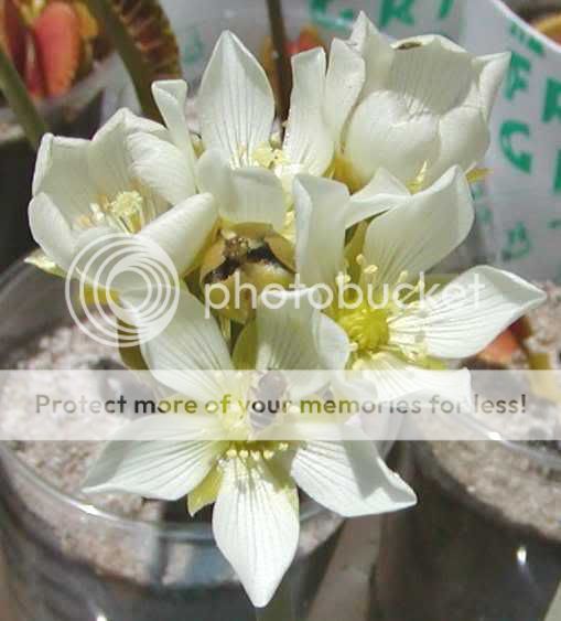 VFT Insect Pollination, First Documentation Ever - Dionaea ...